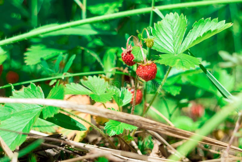 Wild red strawberry ripens stock photo. Image of natural - 96487622