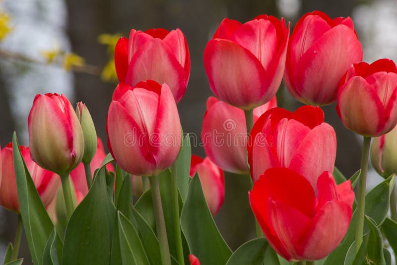 Wild Red Tulips at a Roadside in Goettingen , Germany in Spring Stock ...