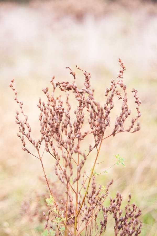 Wild Red Weed, Grass, Plant with Seeds Stock Photo - Image of field ...