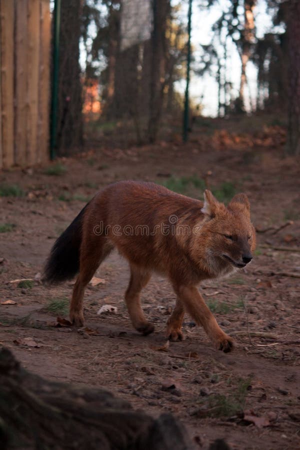 Wild Red Wolf Running in the Forest Stock Image - Image of animal ...