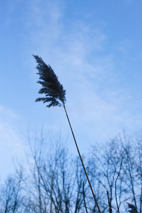 Wild Reed Silhouette Close Up Blue Sky Stock Image - Image of light ...