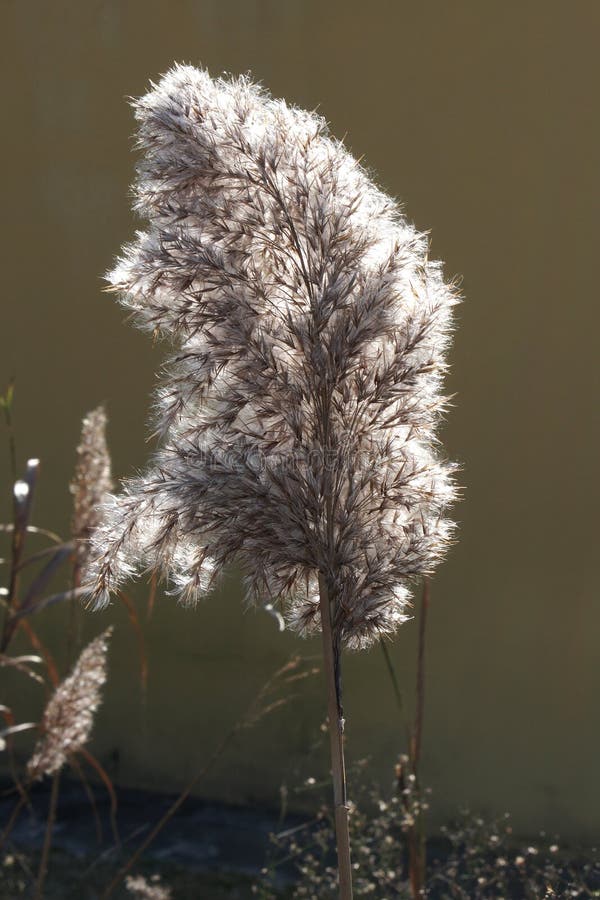 Wild reeds in bloom stock image. Image of nature, bloom - 111674547