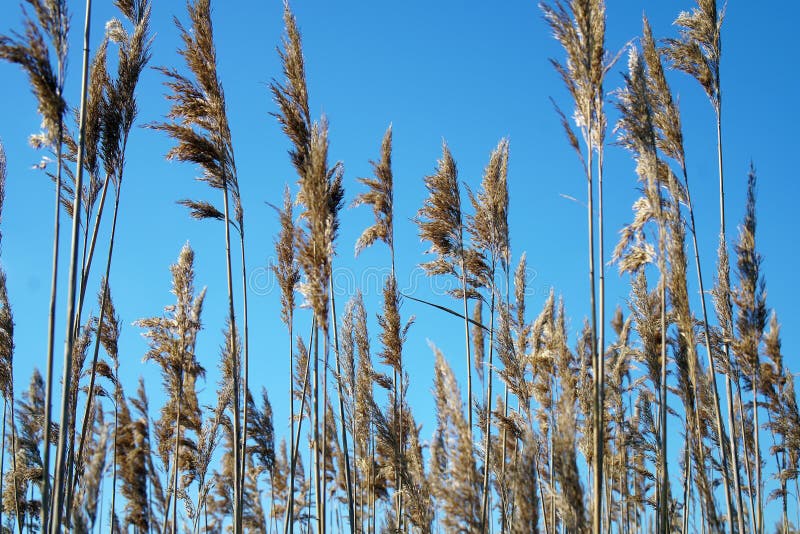 Wild reeds in bloom stock photo. Image of nature, blue - 111674550