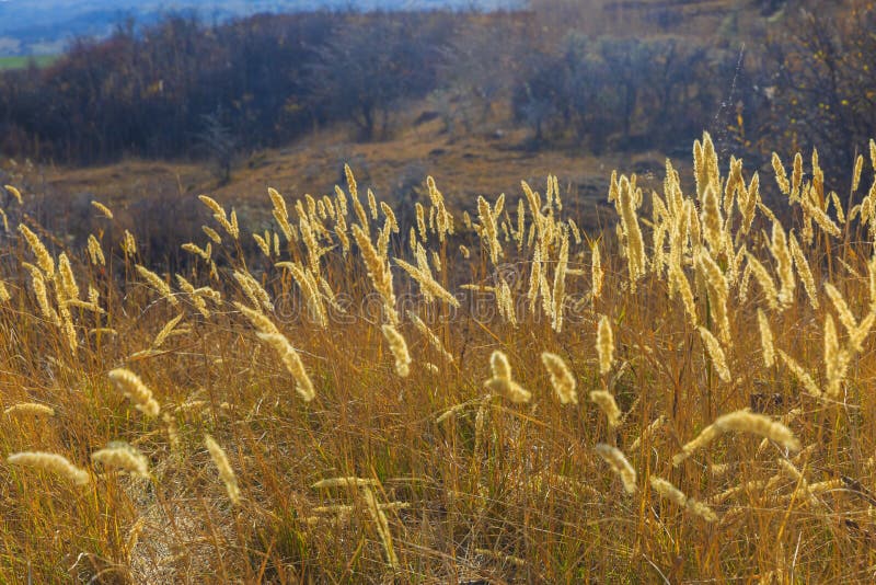 Close up sun at sunset day stock image. Image of nature - 215579817