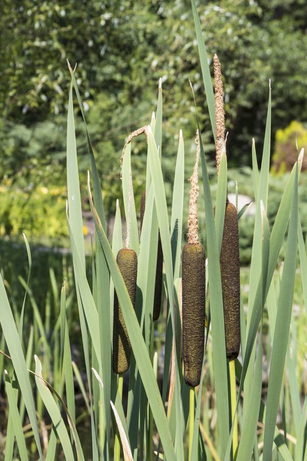 Wild reeds stock photo. Image of green, reeds, lake, summer - 51246110