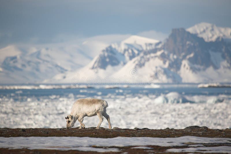 Wild Reindeer in Natural Habitat (Arctic) Stock Photo - Image of travel ...