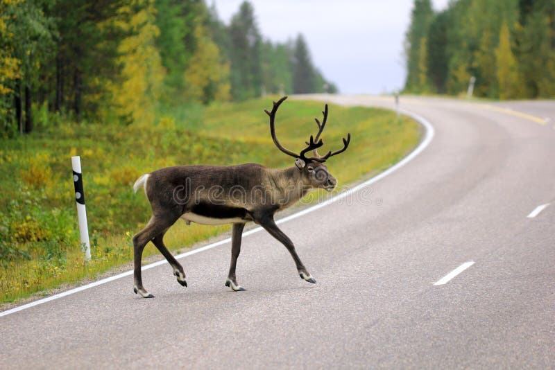 Wild Reindeer Crossing the Road in the Sweden Stock Photo - Image of ...