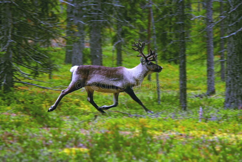 Wild reindeer in forest. stock image. Image of horns - 37850019