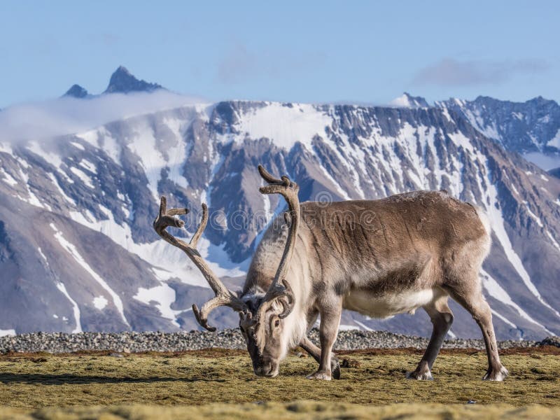 Wild Reindeer in Natural Arctic Environment - Svalbard Stock Photo ...