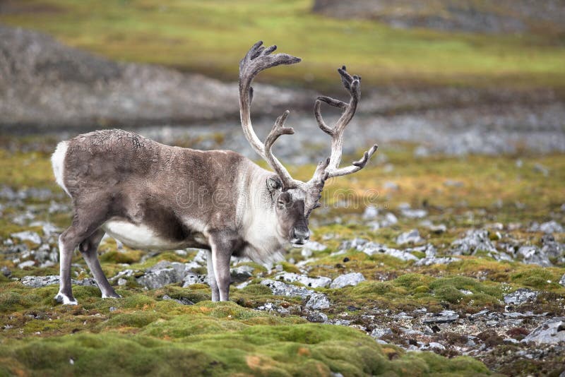 Wild Reindeer in Natural Habitat (Arctic) Stock Photo - Image of travel ...