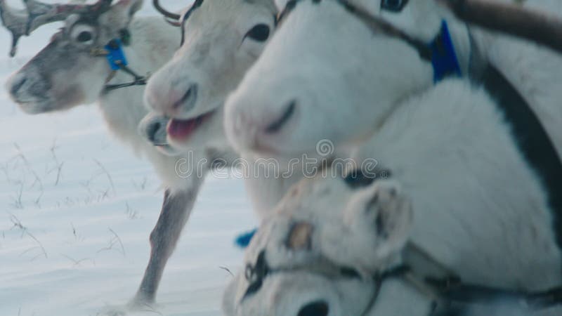 Wild Reindeer in Snow Blizzard - it is a Tough Time for Wild Animals in ...