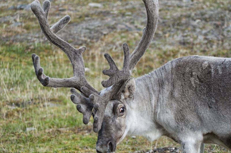 Wild Reindeer in Spitzbergen Stock Photo - Image of harness, snow: 34411562