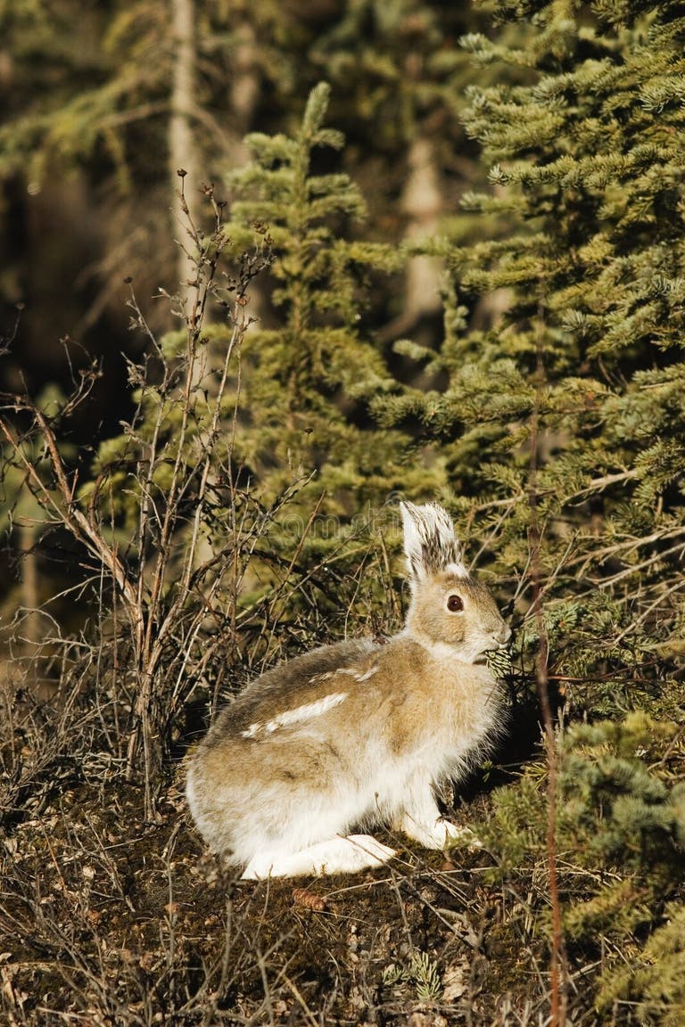 219 Snow Bunny Feet Pics Stock Photos - Free & Royalty-Free Stock ...