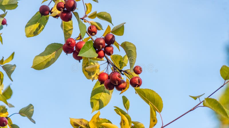 Wild Rennet Apples Growing in Moscow, Red Square. Stock Photo - Image ...