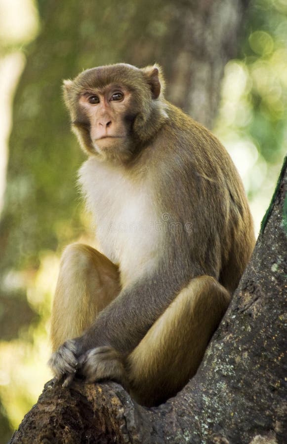 Wild Rhesus Monkey stock image. Image of primate, ruins - 13723333