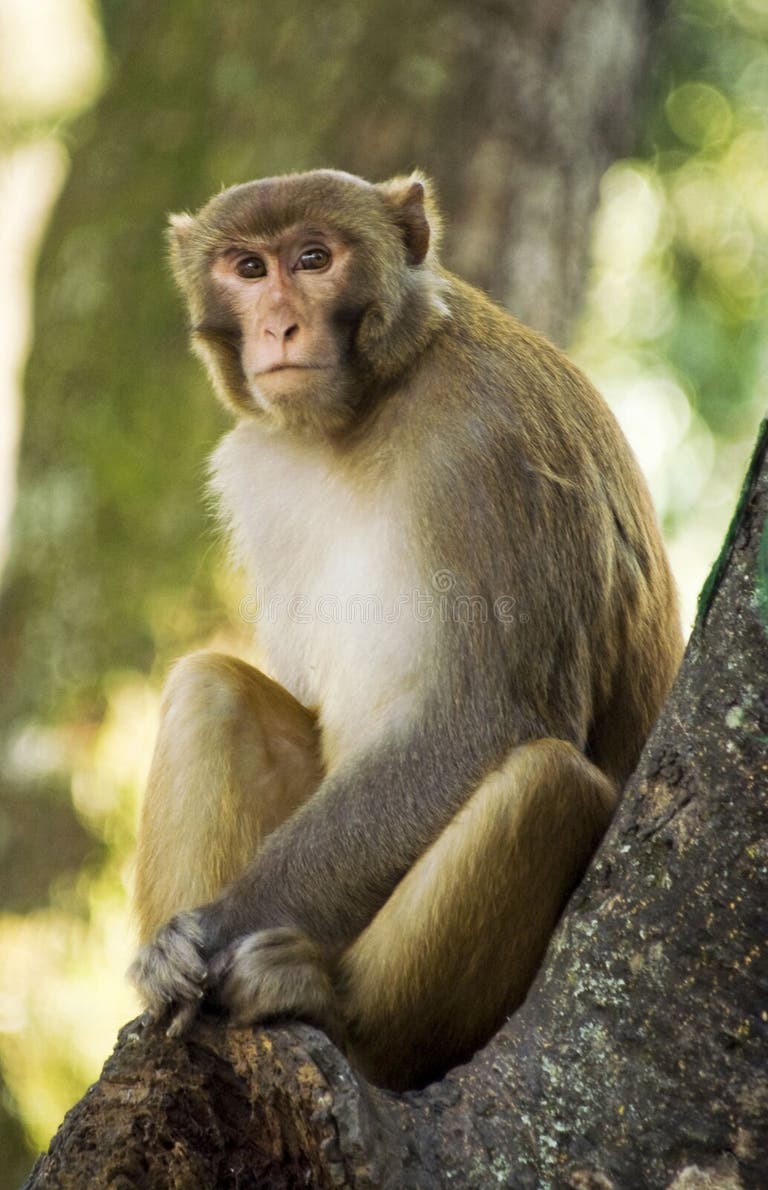 8,108 Rhesus Monkey Stock Photos - Free & Royalty-Free Stock Photos ...