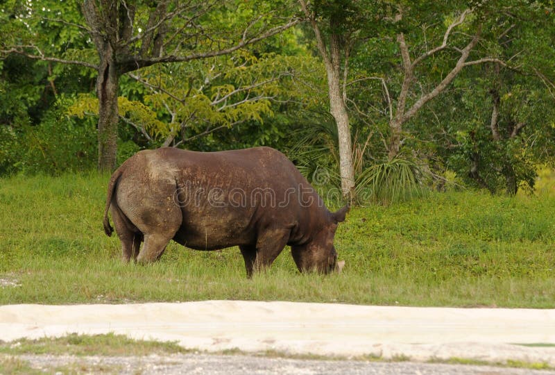 Wild rhino stock photo. Image of natural, malla, exotic - 19680996
