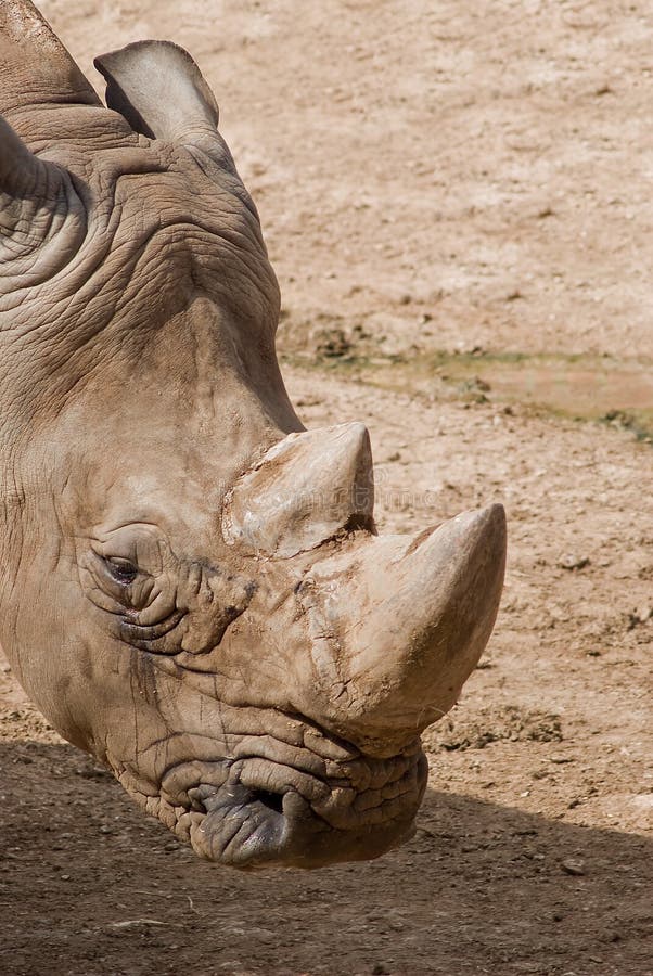 Wild rhino stock image. Image of african, ears, savanna - 26367337
