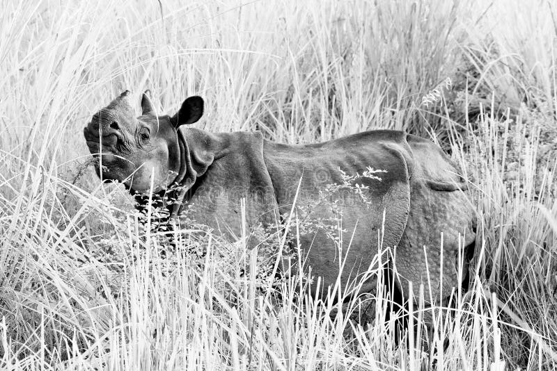 A Wild Rhino in Fields in Chiwan National Park Black and White Stock ...