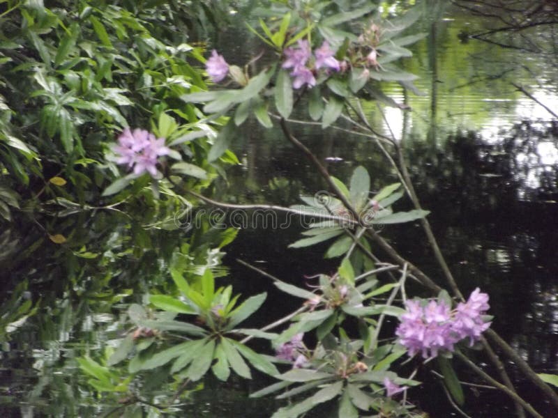 Wild Rhododendron Flowers stock image. Image of pink - 94270181