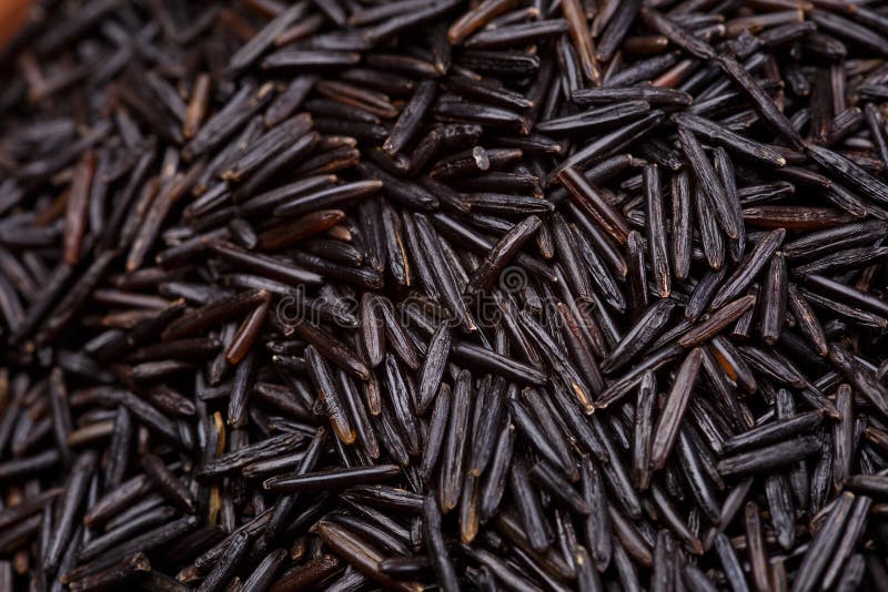 Wild rice stock image. Image of wild, studio, eating - 41479375