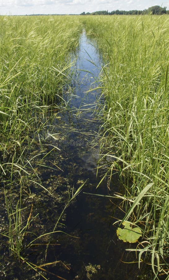 Wild Rice Path stock photo. Image of americans, wisconsin - 50676796