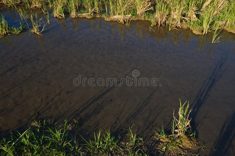 Wild Rice Seeds and Wetland Water Stock Image - Image of springtime ...
