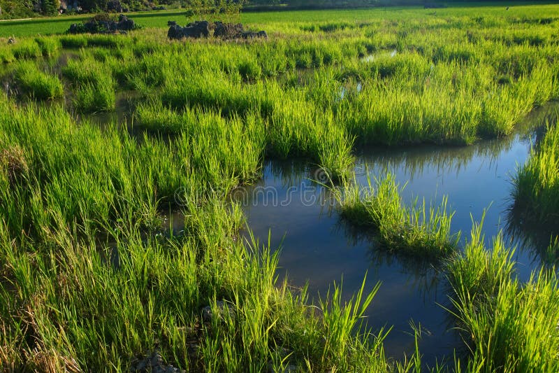 Wild Rice Seeds and Wetland Water Stock Photo - Image of abundance ...