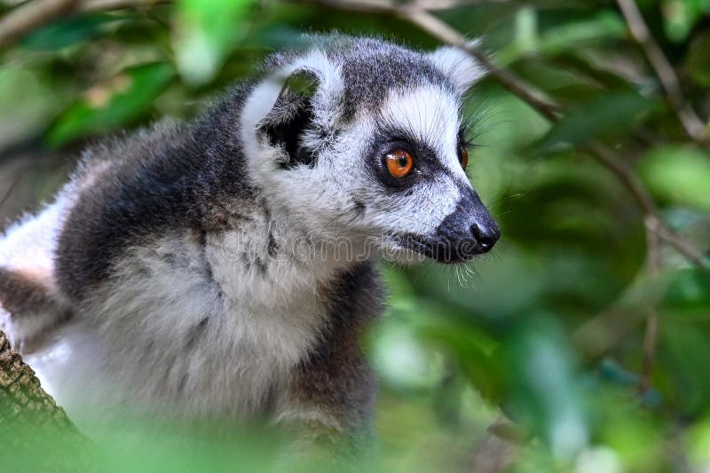 Wild Ring-tailed Lemur (Lemur Catta), Madagascar Stock Image - Image of ...
