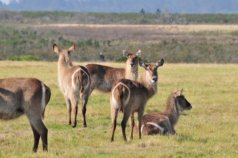 Wild Ringtail Deer stock photo. Image of southafrica - 96516086