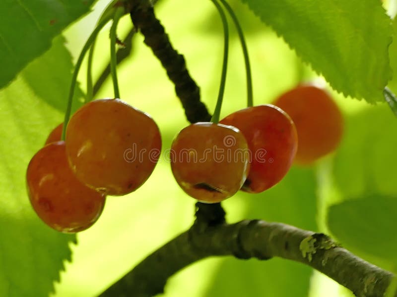 Wild Ripe Rosehips Berries in Nature Stock Image - Image of herb, ripe ...