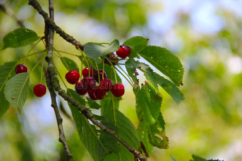 Wild ripe cherry on tree stock image. Image of tree, fruit - 56034811
