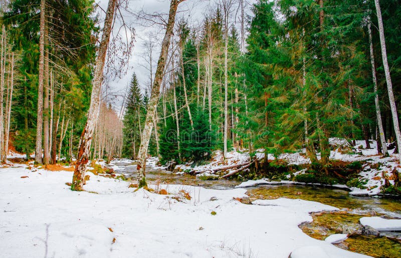 Wild river stock image. Image of stream, land, wild - 270160197