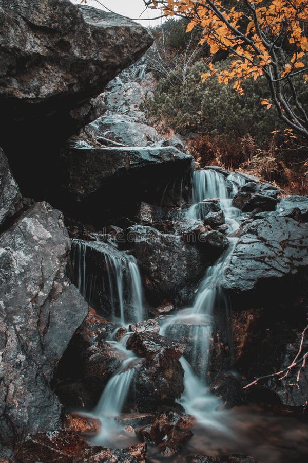 Threshold Wild Berries Wallpaper Stock Photos - Free & Royalty-Free ...