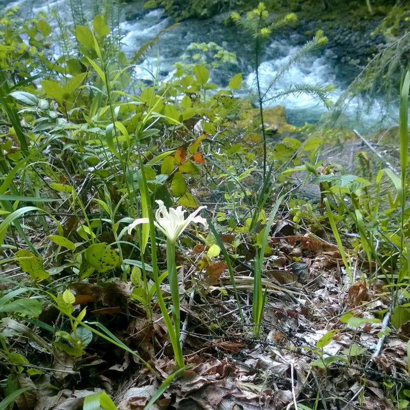 Wild River White Petal Iris 03 Stock Image - Image of flower, plant ...