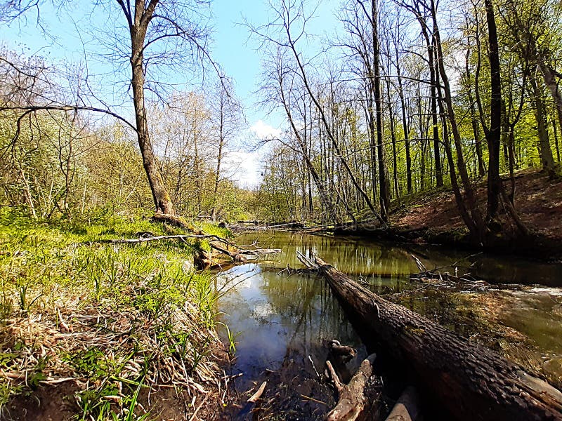 Wild River in Spring Forest, Europe Stock Image - Image of europe ...