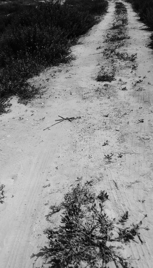 Wild road stock image. Image of landscape, monochrome - 118627863