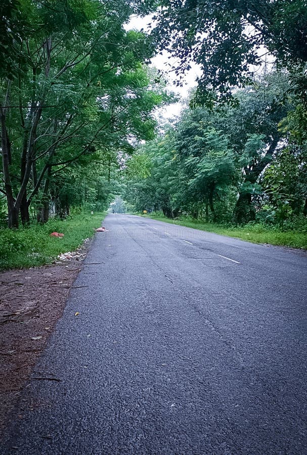 Wild road in forest stock image. Image of nature, green - 231406279