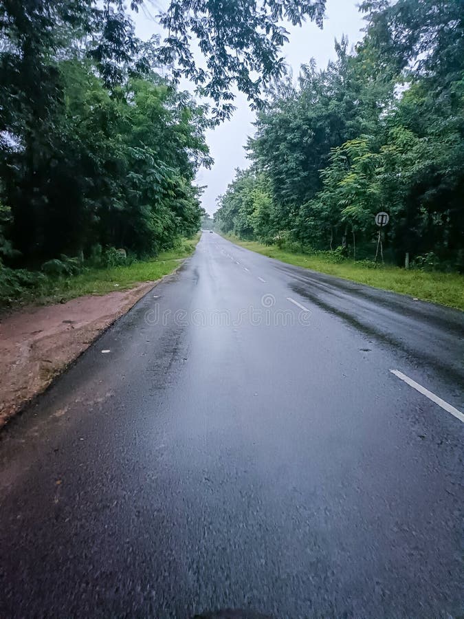 Wild road in forest stock image. Image of forest, asphalt - 231406315