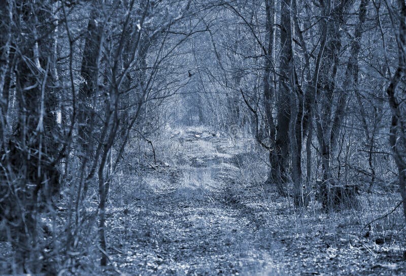 Wild road in forest stock image. Image of road, plant - 267008911