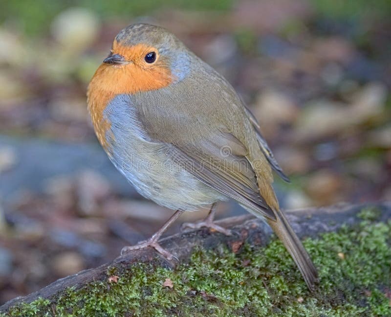 Wild robin appeared stock photo. Image of wales, quarry - 31297542