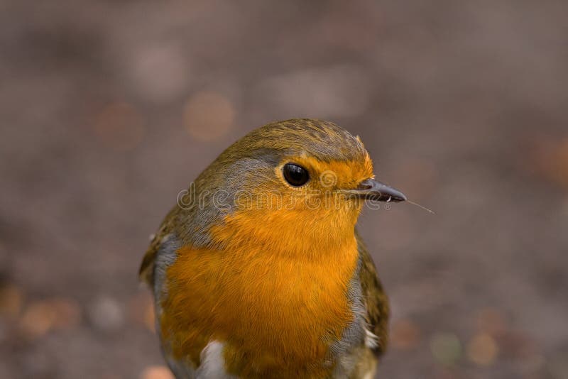 Wild Robin bird stock image. Image of bird, spring, isolated - 23173943