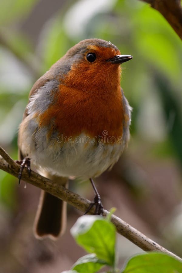 Wild robin in a tree stock photo. Image of nature, shot - 107862082