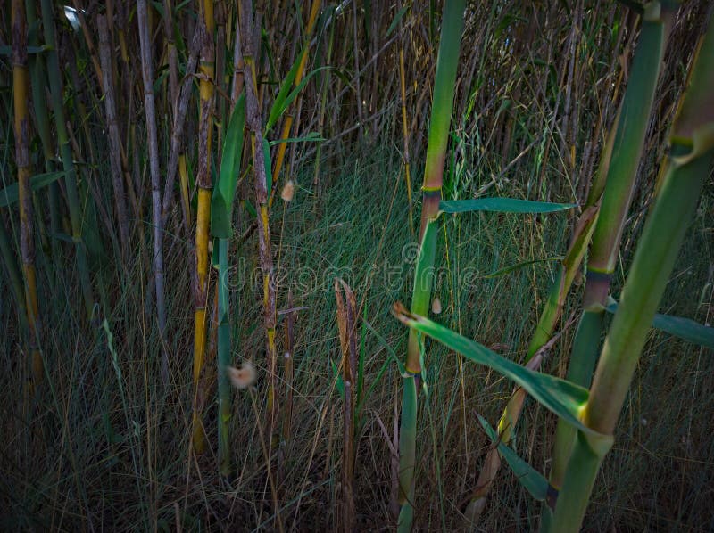 Wild rods stock photo. Image of nature, natural, bamboo - 222906218
