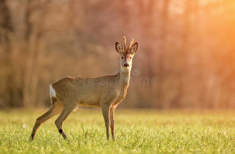 Wild Roe Deer in Early Morning Light Stock Photo - Image of fauna ...