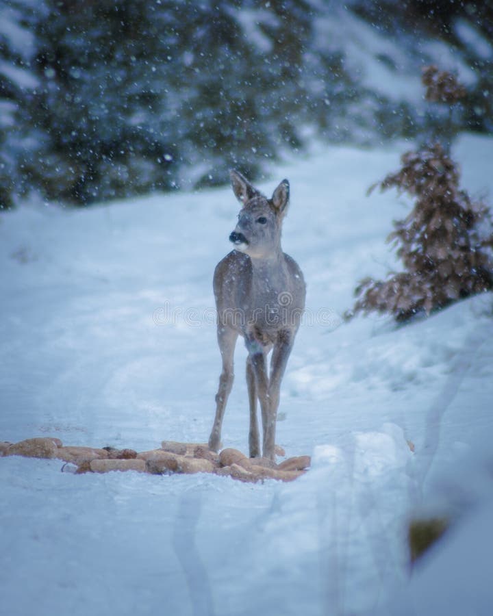 A Wild Roe Deer that Eats Pastries Prepared by the Hunter Stock Photo ...