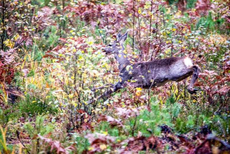Roe deer in autumn forest stock image. Image of fall - 101661253