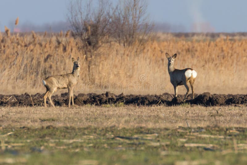 Wild Roe Deer in a Field, Spring Time Stock Photo - Image of trophy ...
