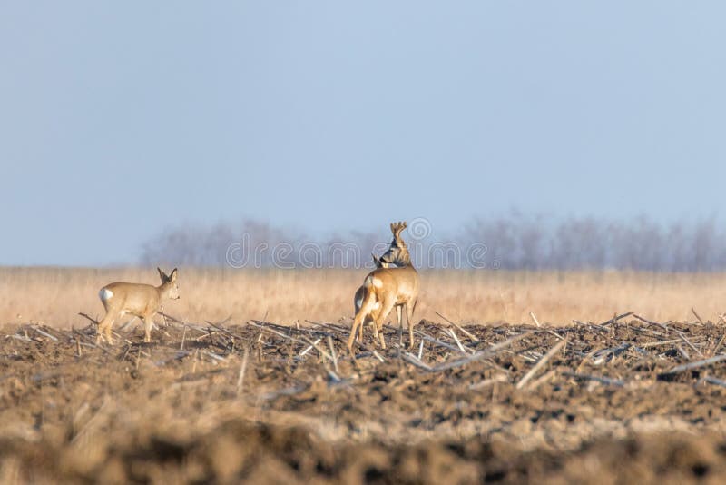 Wild Roe Deer in a Field, Spring Time Stock Image - Image of antlers ...
