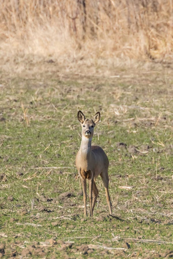 Wild Roe Deer in a Field, Spring Time Stock Image - Image of animal ...